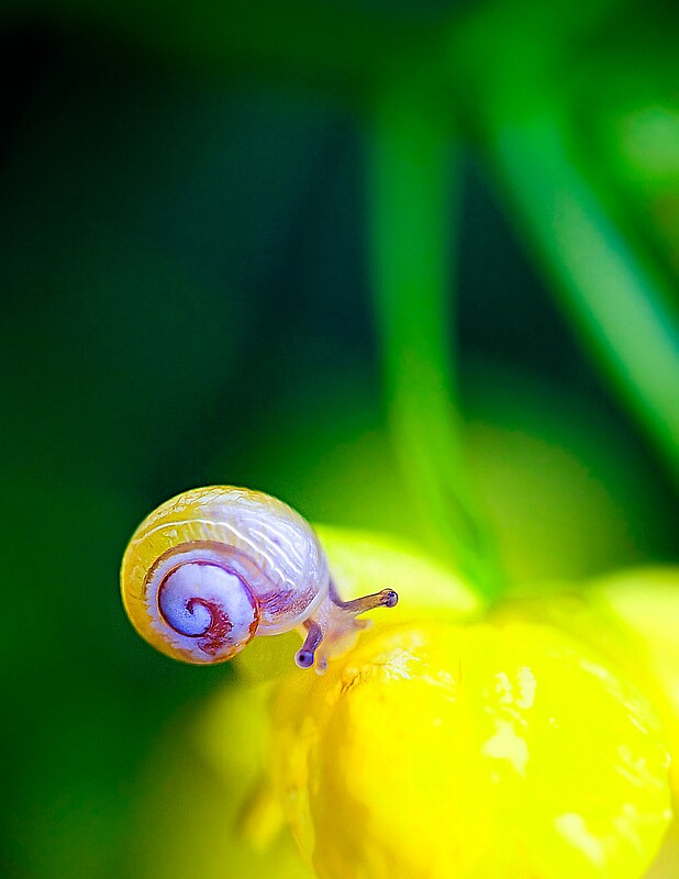 "the beautiful snail" by Carol Yepes | Redbubble