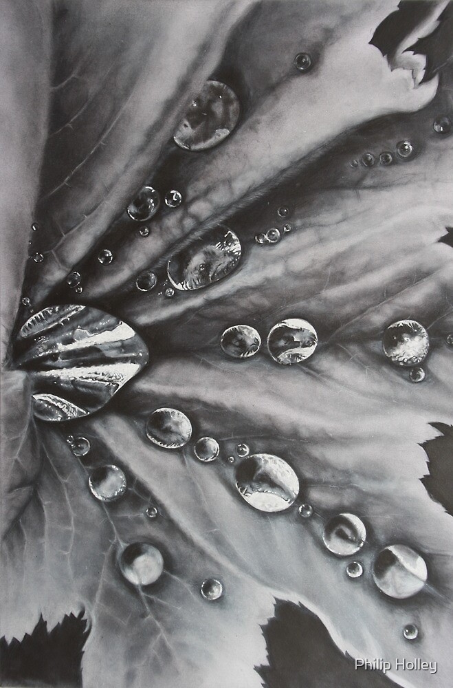 "Raindrops" by Philip Holley | Redbubble