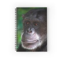 "Old Chimp" by Janine Hewlett | Redbubble