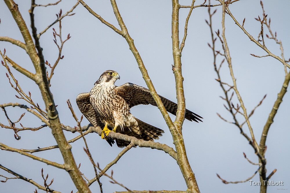 "Drying Out -- Juvenile Peregrine Falcon (Tundra)" by Tom Talbott ...