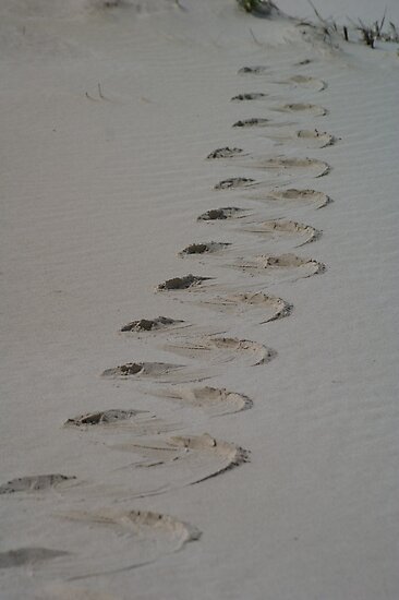 "snake tracks in the sand" Photographic Prints by wilderness | Redbubble
