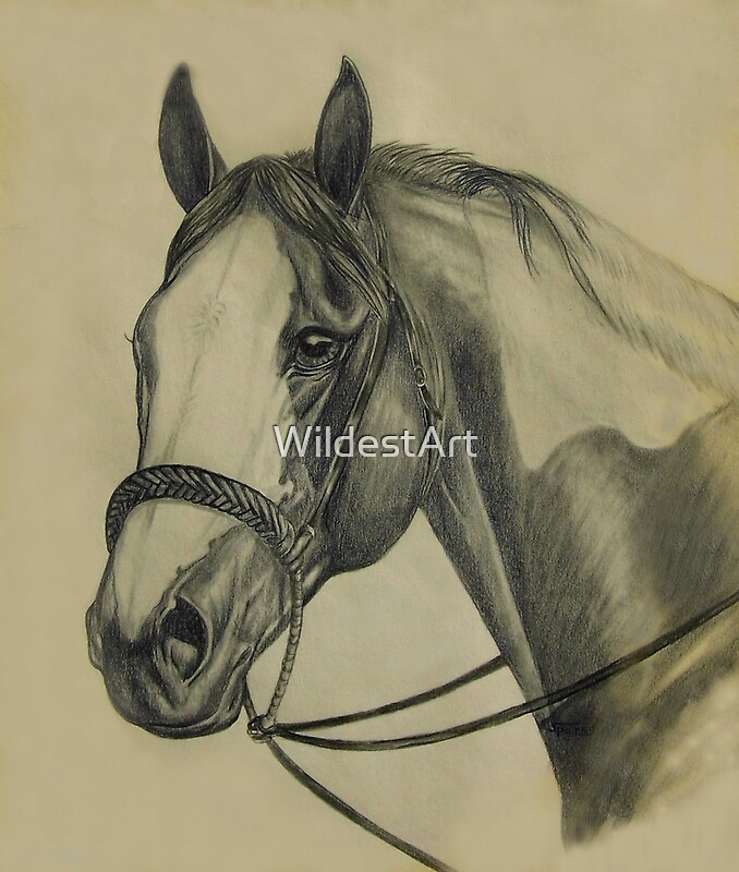 "Pinto Drawing" by WildestArt | Redbubble
