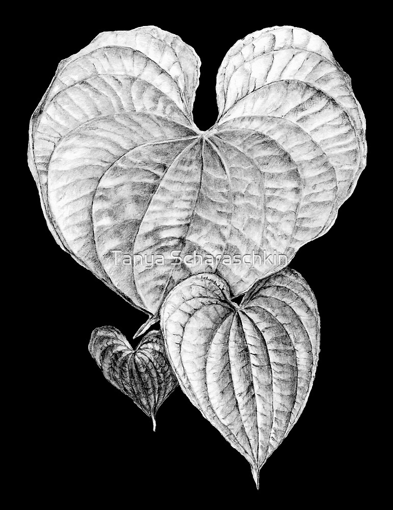 "Three leaves- Australian native yam ( Dioscorea sp.)" by Tanya ...