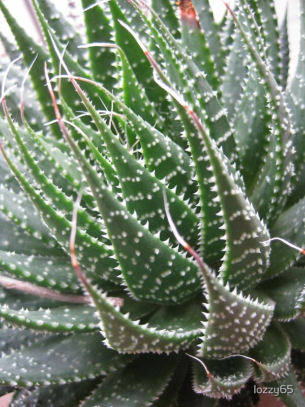 "ALOE ARISTATA (LACE ALOE)" by lozzy65 | Redbubble