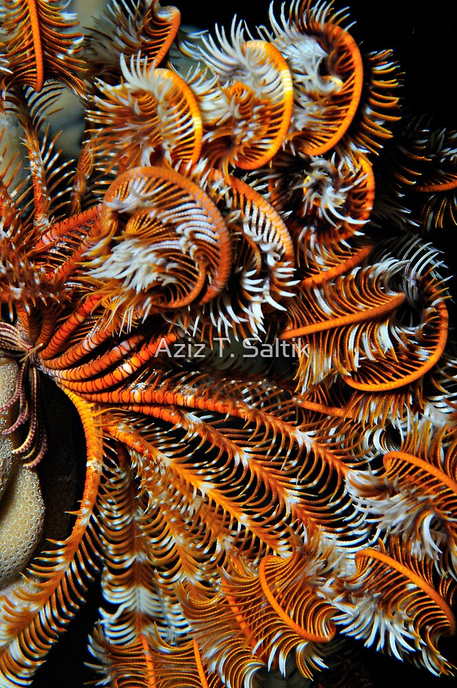 "Feather star - Crinoid in night dive" by Aziz Tufan Saltik | Redbubble