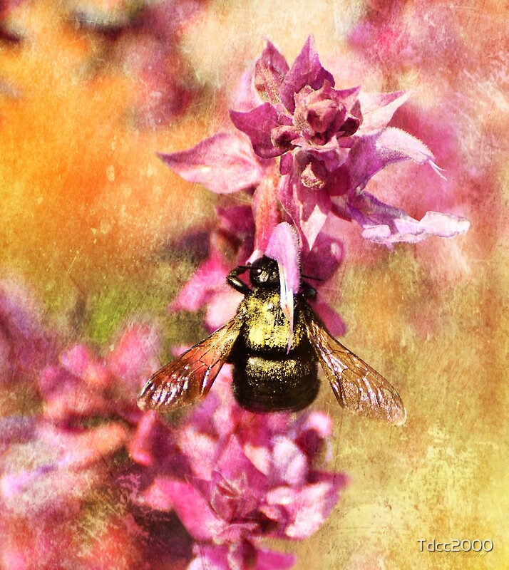 "Bumble Bee on Pink" by Tdcc2000 | Redbubble