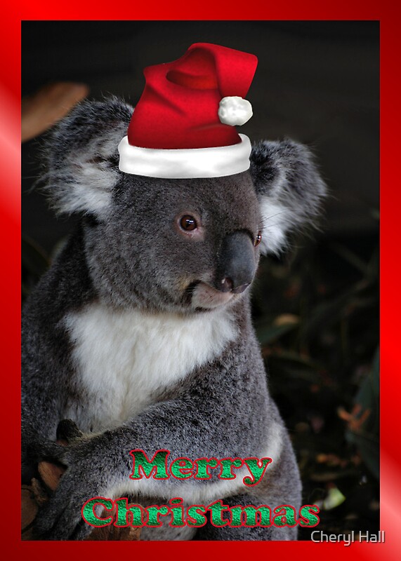 "MERRY CHRISTMAS CARD - KOALA SANTA" by Cheryl Hall | Redbubble