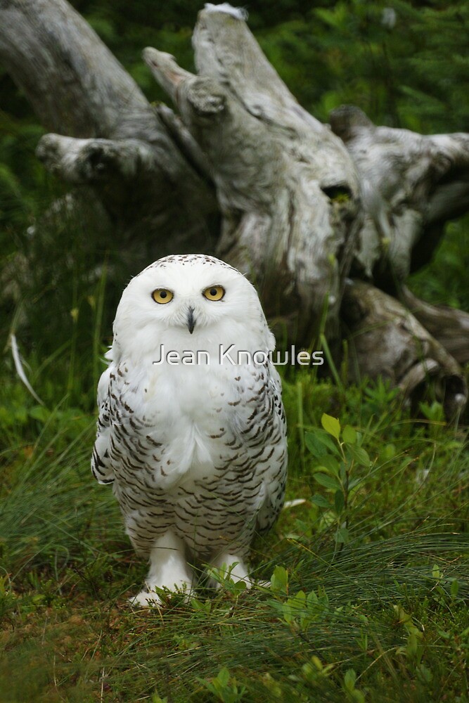 "Snowy owl" by Jean Knowles | Redbubble