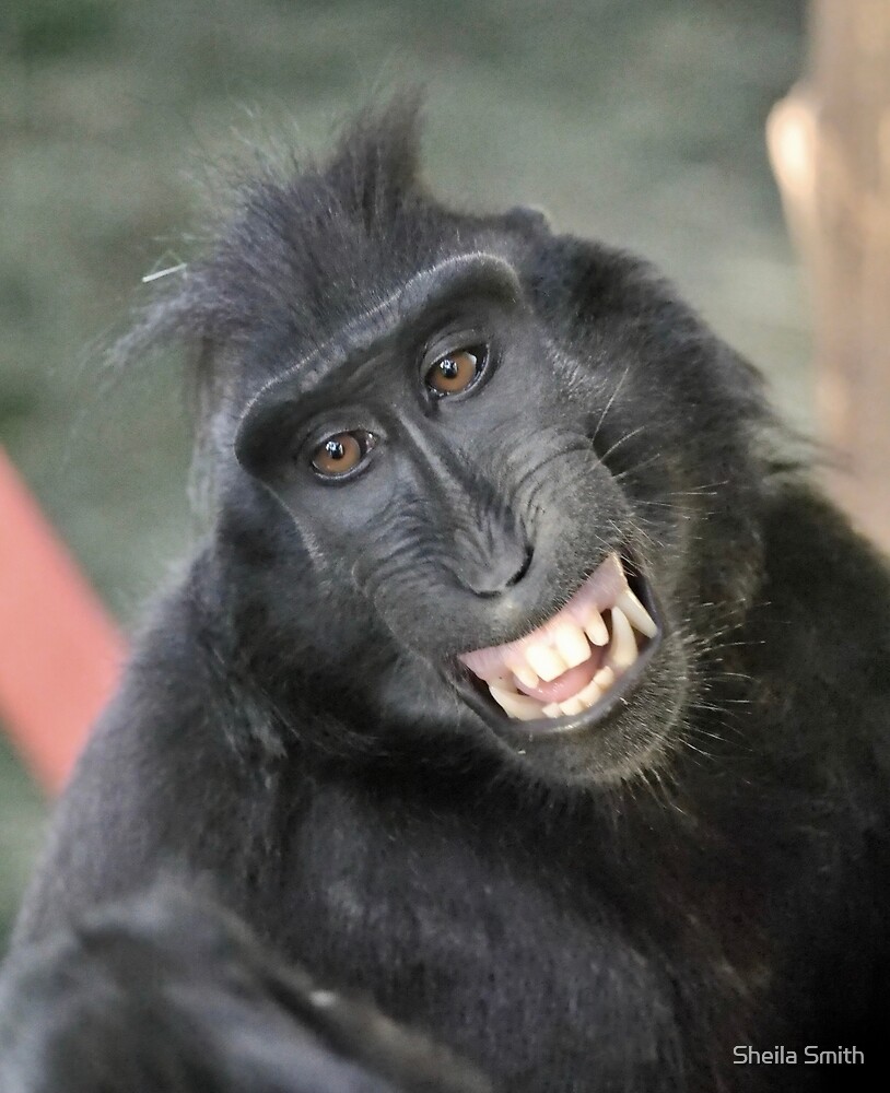 "Sulawesi Crested Macaque" by Sheila Smith | Redbubble