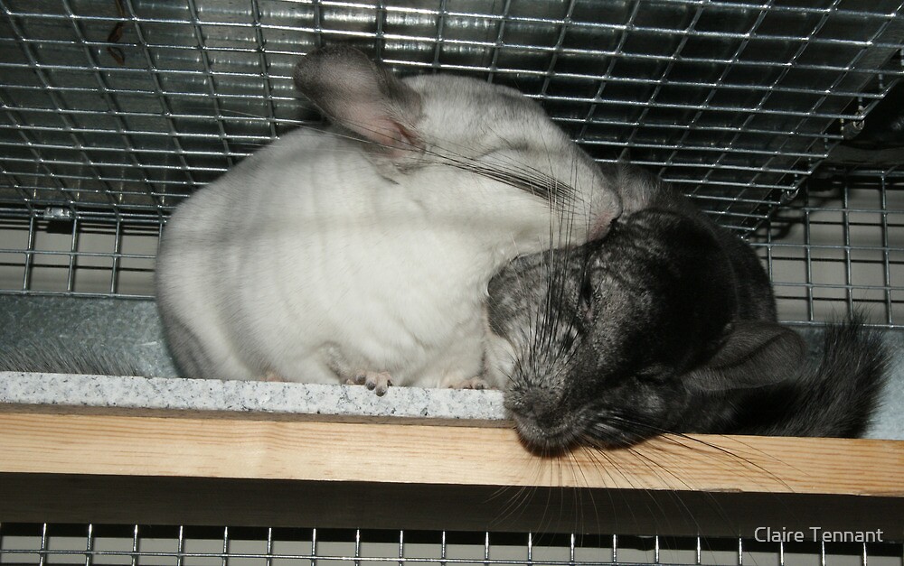 "Chinchilla Cuddle" by Claire Tennant | Redbubble