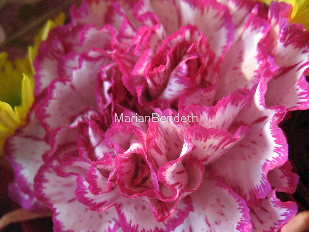 "Peppermint Pink Striped Carnation" by MarianBendeth | Redbubble