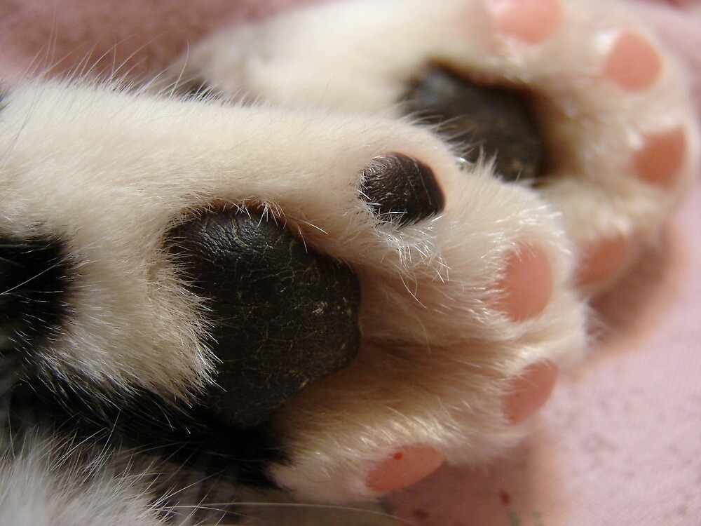 "Kitty Paws" by angelandspot | Redbubble