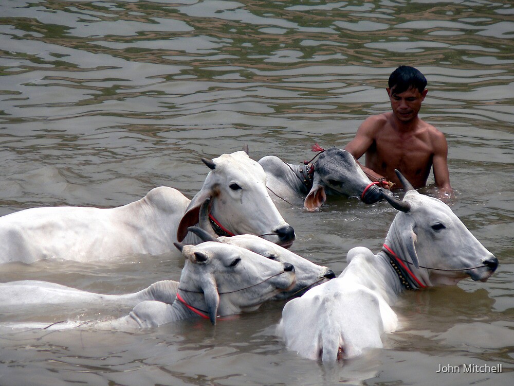 "Washing buffalo in the Mekong River, Cambodia" by John Mitchell ...