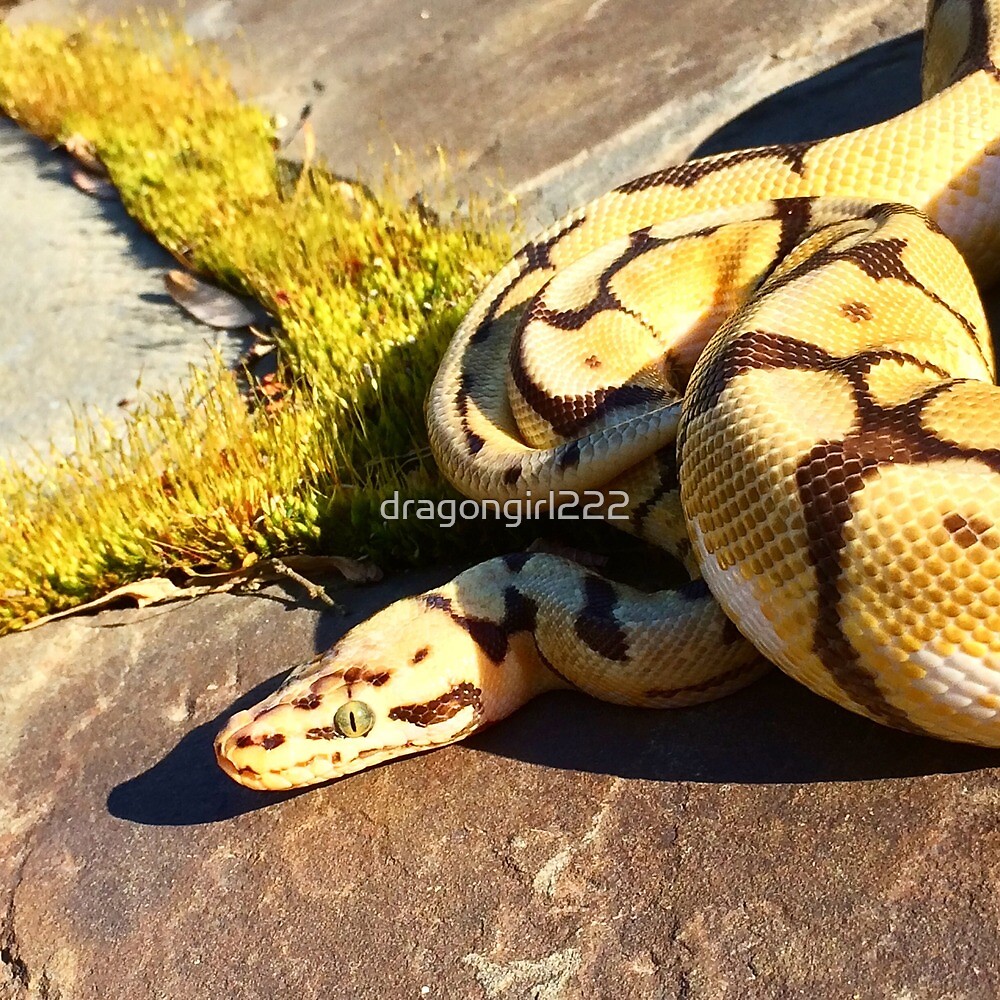 "Bumblebee ball python " by dragongirl222 | Redbubble