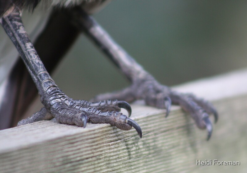 "Magpie Feet - Photo - Victoria" by Heidi Foreman | Redbubble