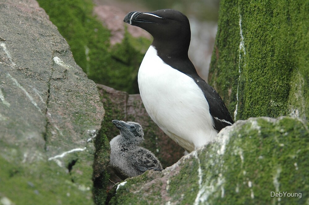 "Razorbill Auk and chick" by DebYoung | Redbubble
