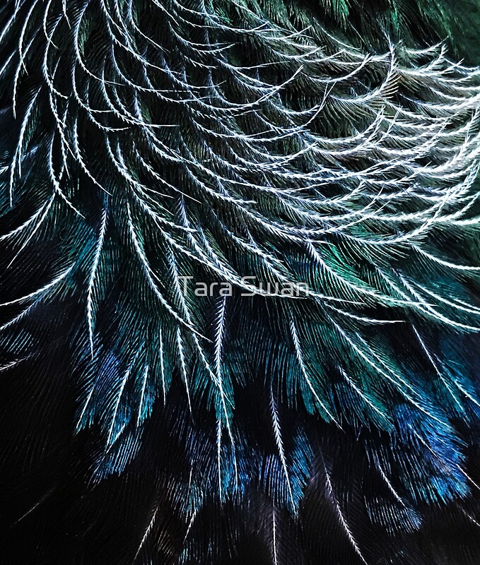"Tui Feathers" by Tara Swan | Redbubble