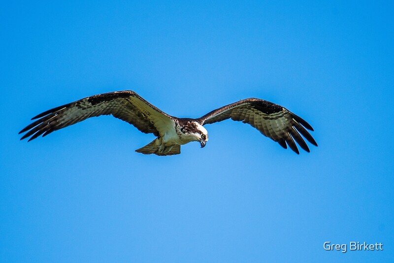 "River Hawk" by Greg Birkett | Redbubble