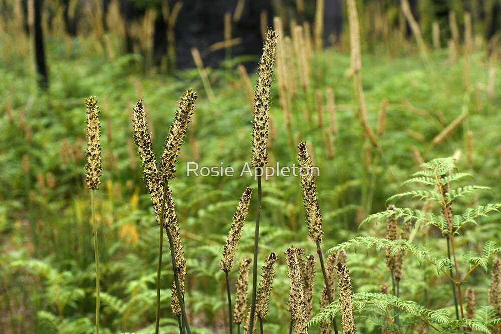 "Xanthorea (Grass trees), mass flowering at Marysville..." by Rosie ...