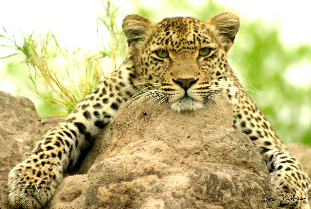 "relaxed and looking - Karula" by Pieter Pretorius | Redbubble