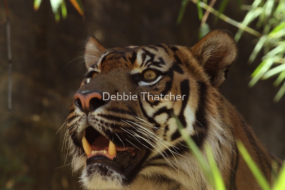 "Thinking about it - Sumatran Tiger" by Debbie Thatcher | Redbubble
