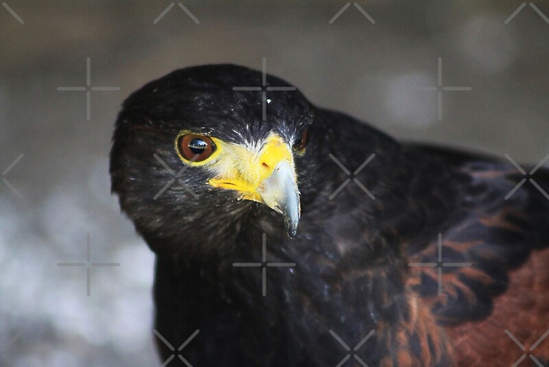 "Juvenile Harris Hawk" by Alyce Taylor | Redbubble