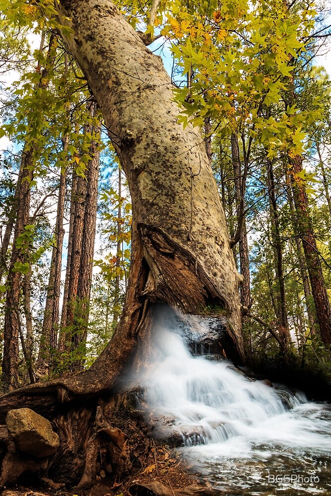 "White Water Tree" by BGSPhoto | Redbubble