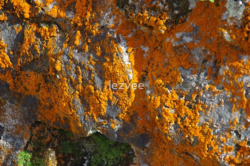 "Bright Lichen" by lezvee | Redbubble