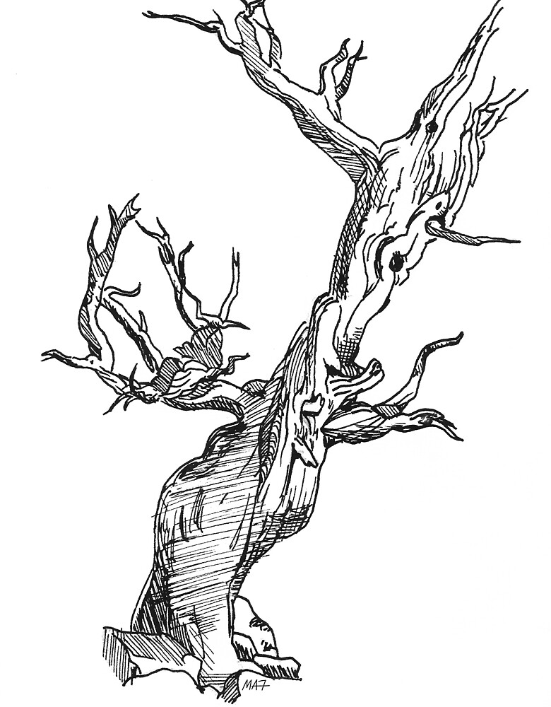 "Ancient Bristlecone Pine Tree Ink Drawing" by indigosepiaetc | Redbubble
