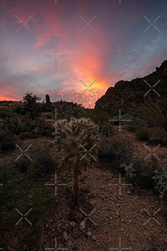 "Cholla Sunset" by DawsonImages | Redbubble