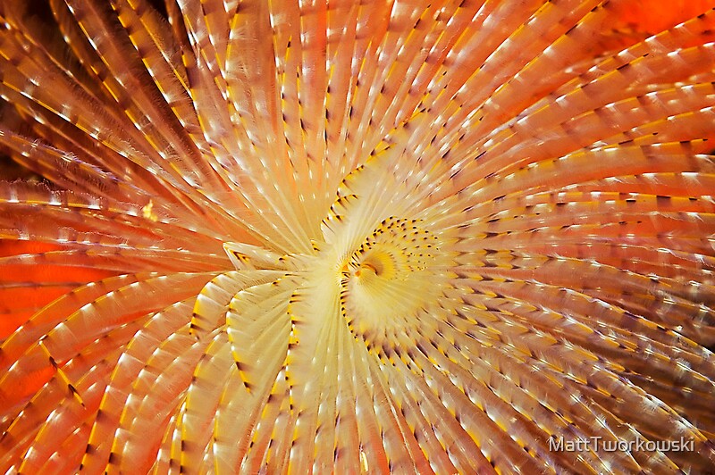 "Aquatic Fireworks" by MattTworkowski | Redbubble