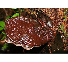 "Brown Tree Fungus (Varnish Conk) in the Rainforest" by Laurel Talabere ...