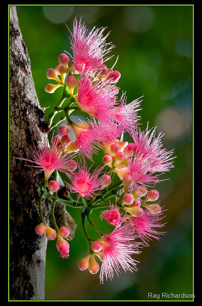 "Coolamon Tree. Tweed Valley, NSW, Australia" by Ray Richardson | Redbubble