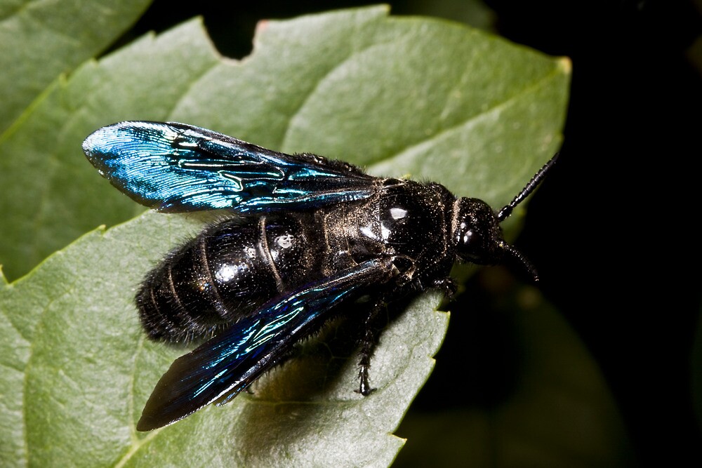 "Blue Winged Wasp" by Colin Ewington | Redbubble