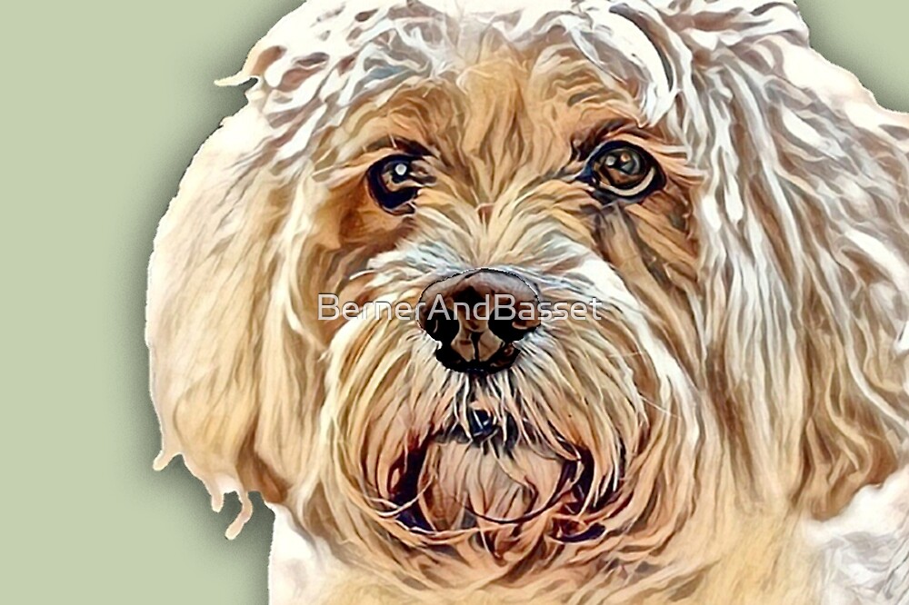 "Cockapoo Pop Art - Ginger" by BernerAndBasset | Redbubble