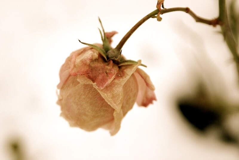 "Wilting pink rose" by rickyshitpants | Redbubble