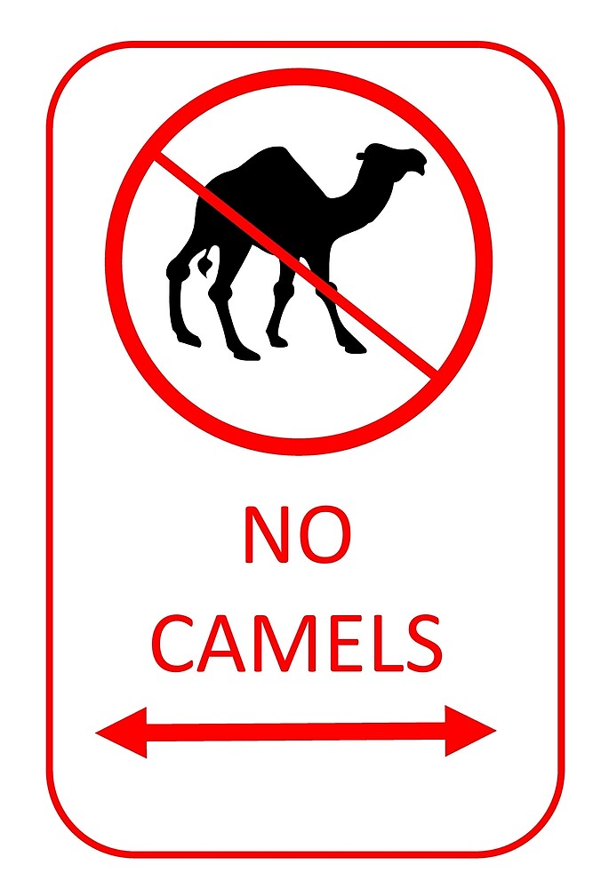"No Camels at Any Time" by Rebecca Reisman | Redbubble