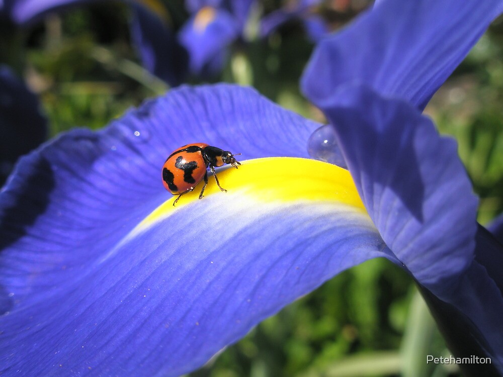 "Lady bug on purple Iris." by Petehamilton | Redbubble