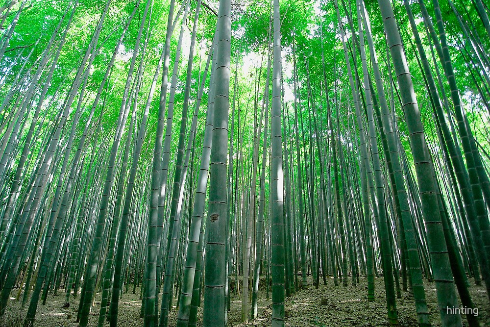 "Bamboo in Spring, Arashiyama" by hinting | Redbubble