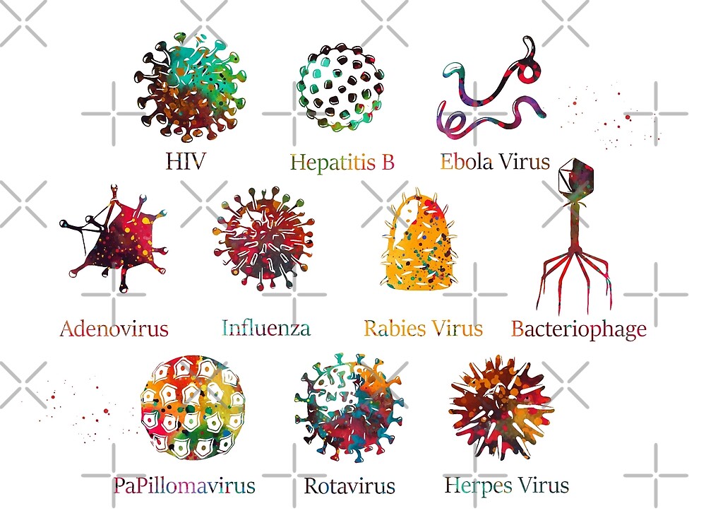 "Diagram showing different kinds of viruses" by erzebetth | Redbubble