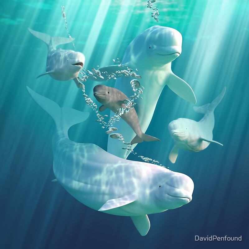 "Beluga Bubbles" by David Penfound | Redbubble