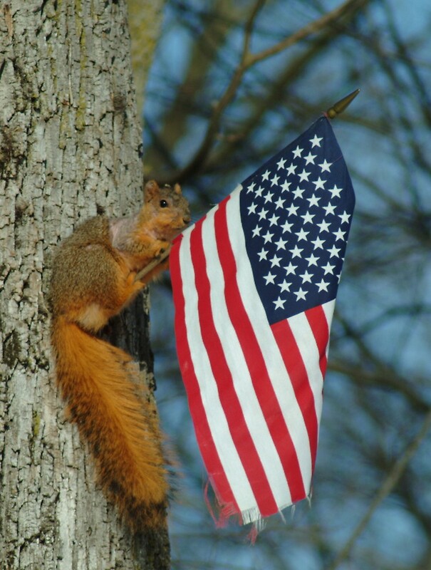 "010510-4 ONE PATRIOTIC SQUIRREL" by MICKSPIXPHOTOS | Redbubble