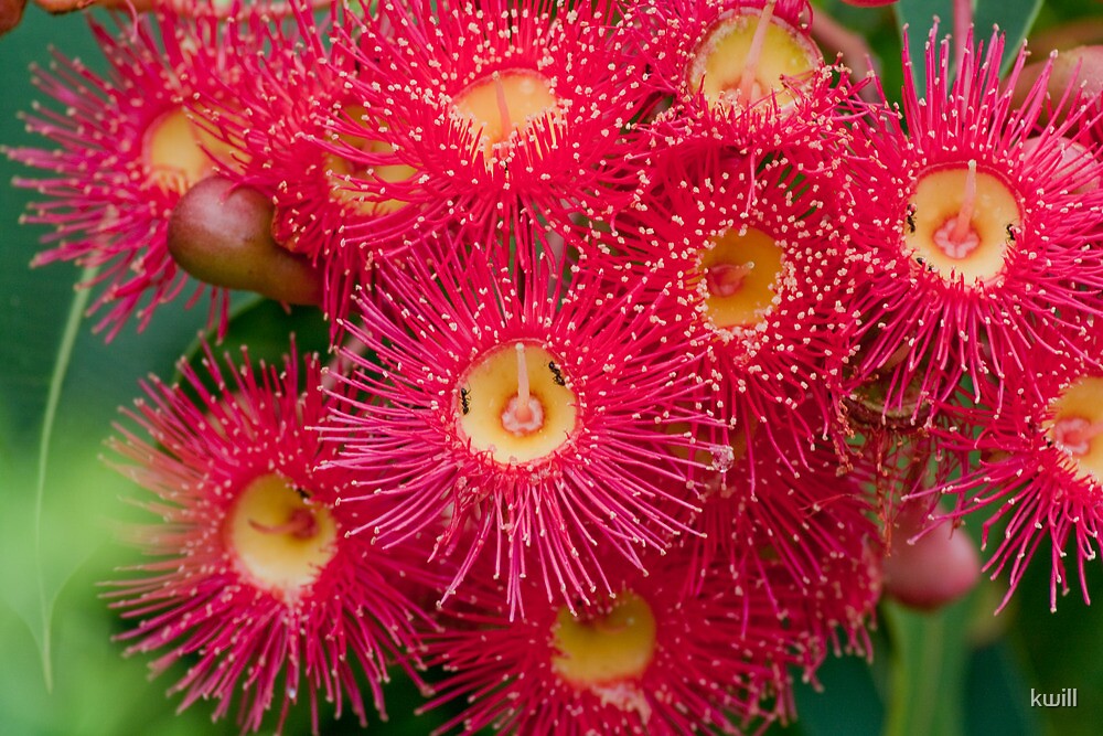 "Eucalyptus Blossom" by kwill | Redbubble