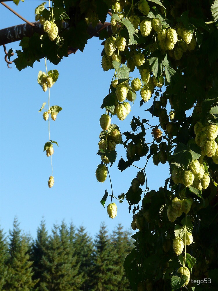 "hop vines on an arbor" by tego53 | Redbubble