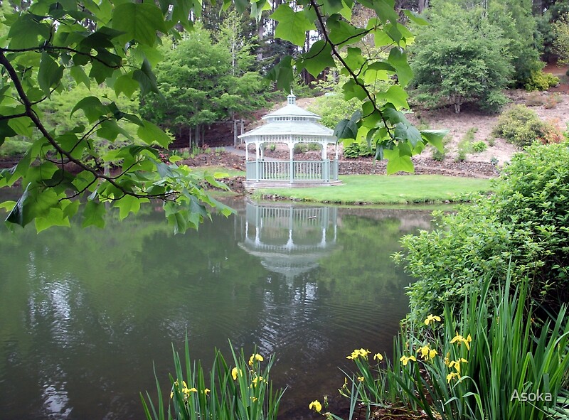 ""American" Pond" by Asoka | Redbubble