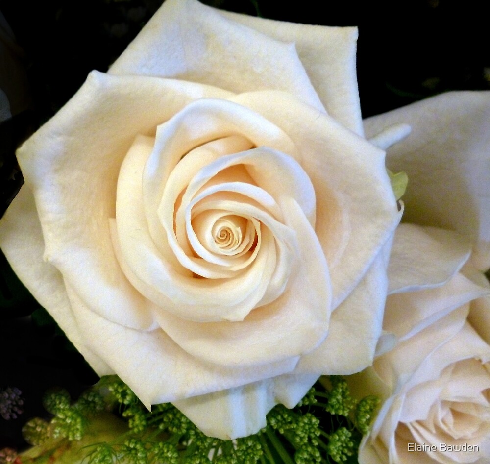 "VANILLA-WHITE ROSE" by Elaine Bawden | Redbubble