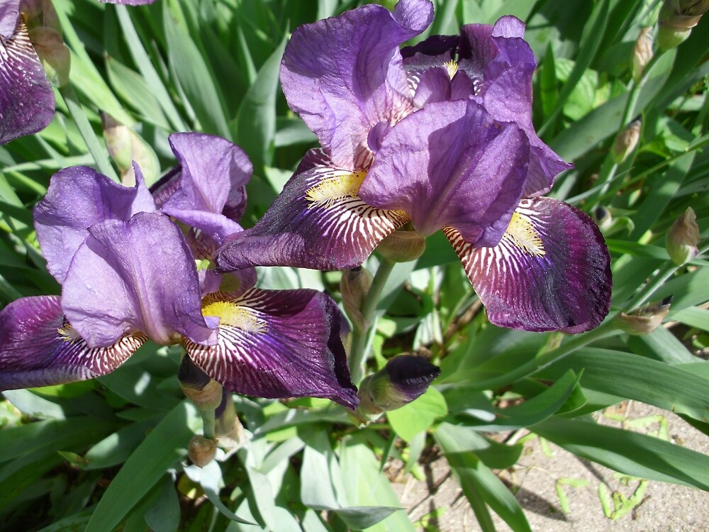 "poiple" by wormink | Redbubble