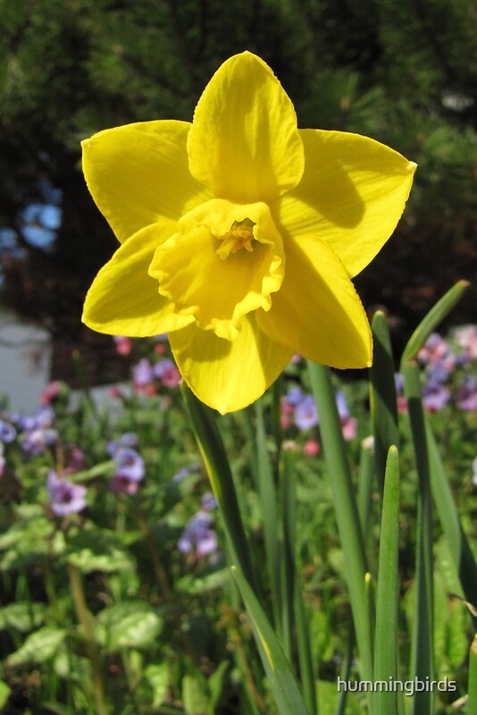"Delightful Daffodil" by hummingbirds | Redbubble