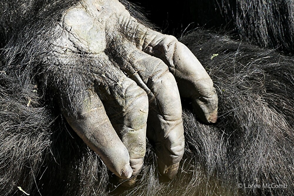 "Silverback Gorilla Hand" by © Loree McComb | Redbubble