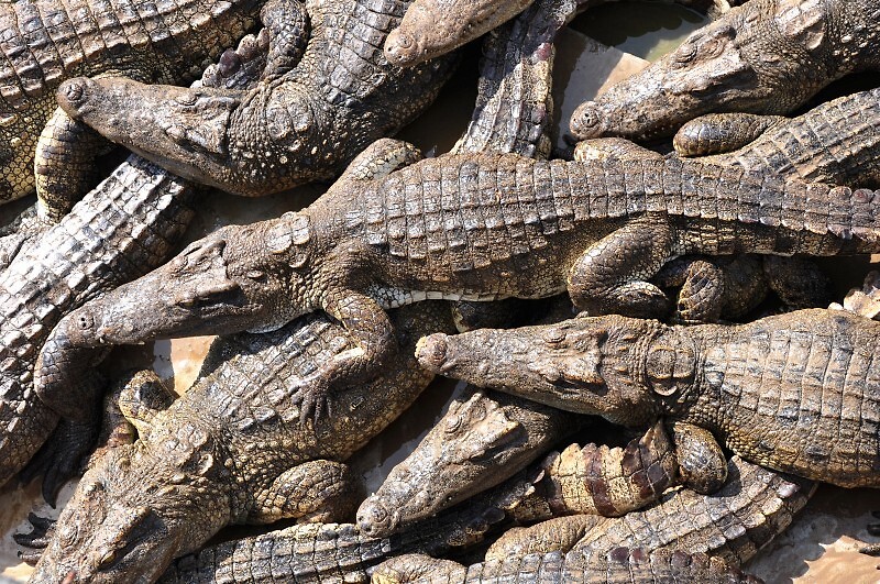 "Crocodile Swarm" by streetraven | Redbubble